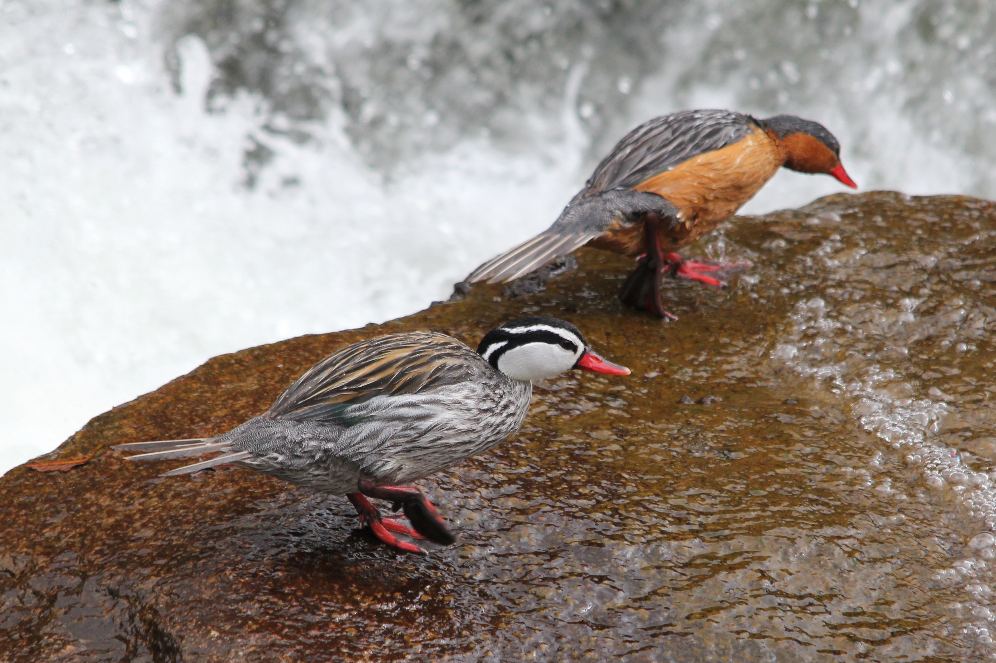 Details : Torrent Duck - BirdGuides
