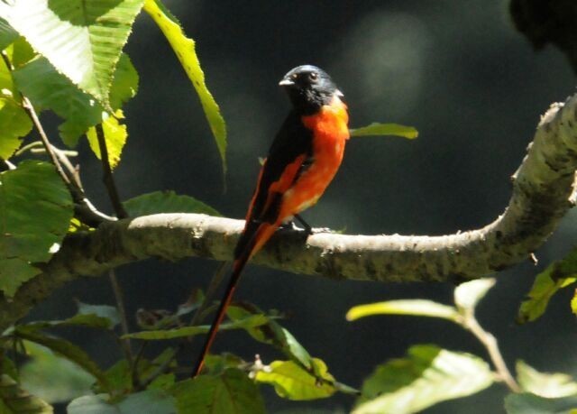 Details : Scarlet Minivet - BirdGuides