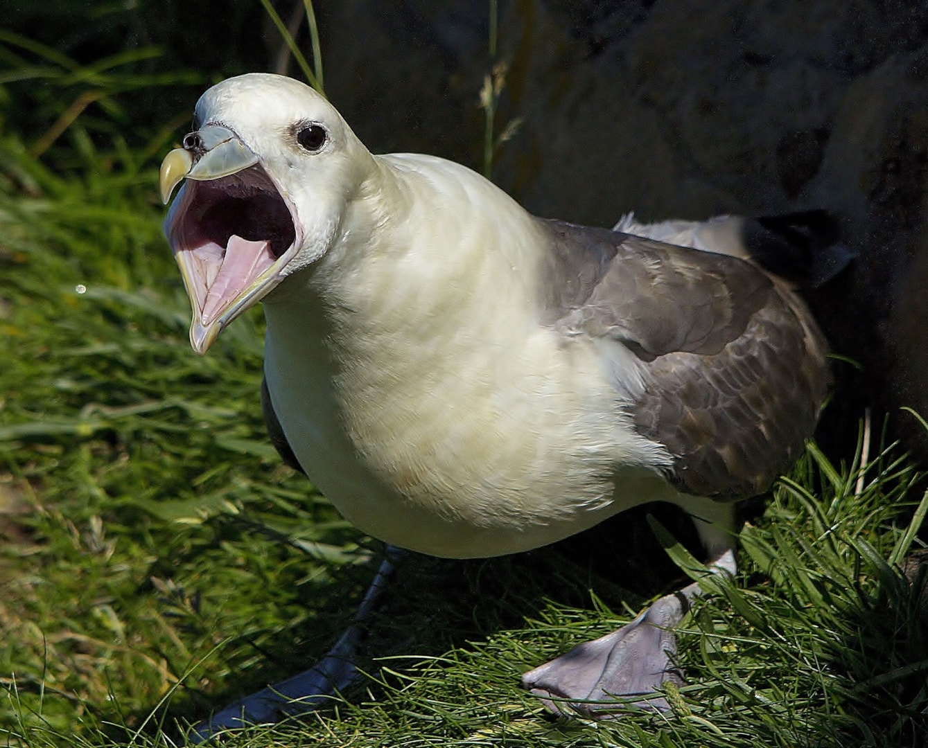 Northern Fulmar by Mr Clive Daelman - BirdGuides