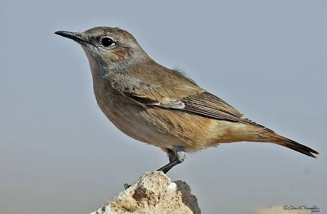 Details : Red-tailed Wheatear - BirdGuides