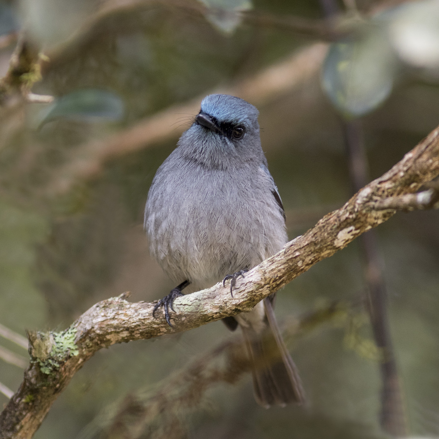 Details : Dull-blue Flycatcher - BirdGuides