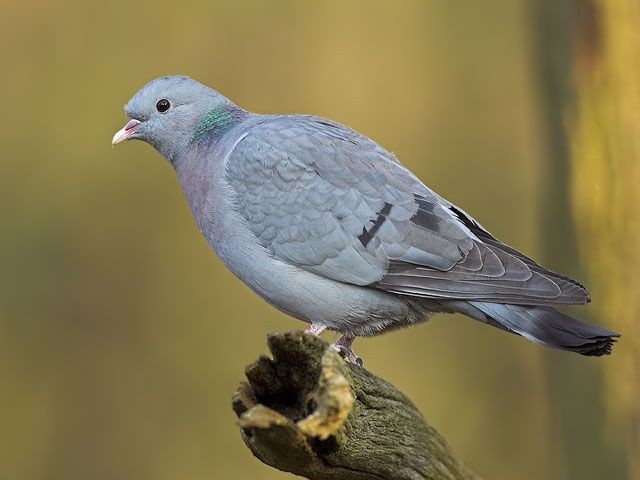 Details : Stock Dove - BirdGuides