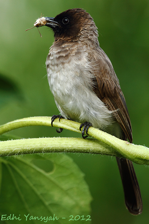 Details : Common Bulbul - BirdGuides