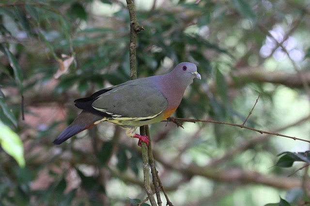 Details : Pink-necked Green Pigeon - BirdGuides