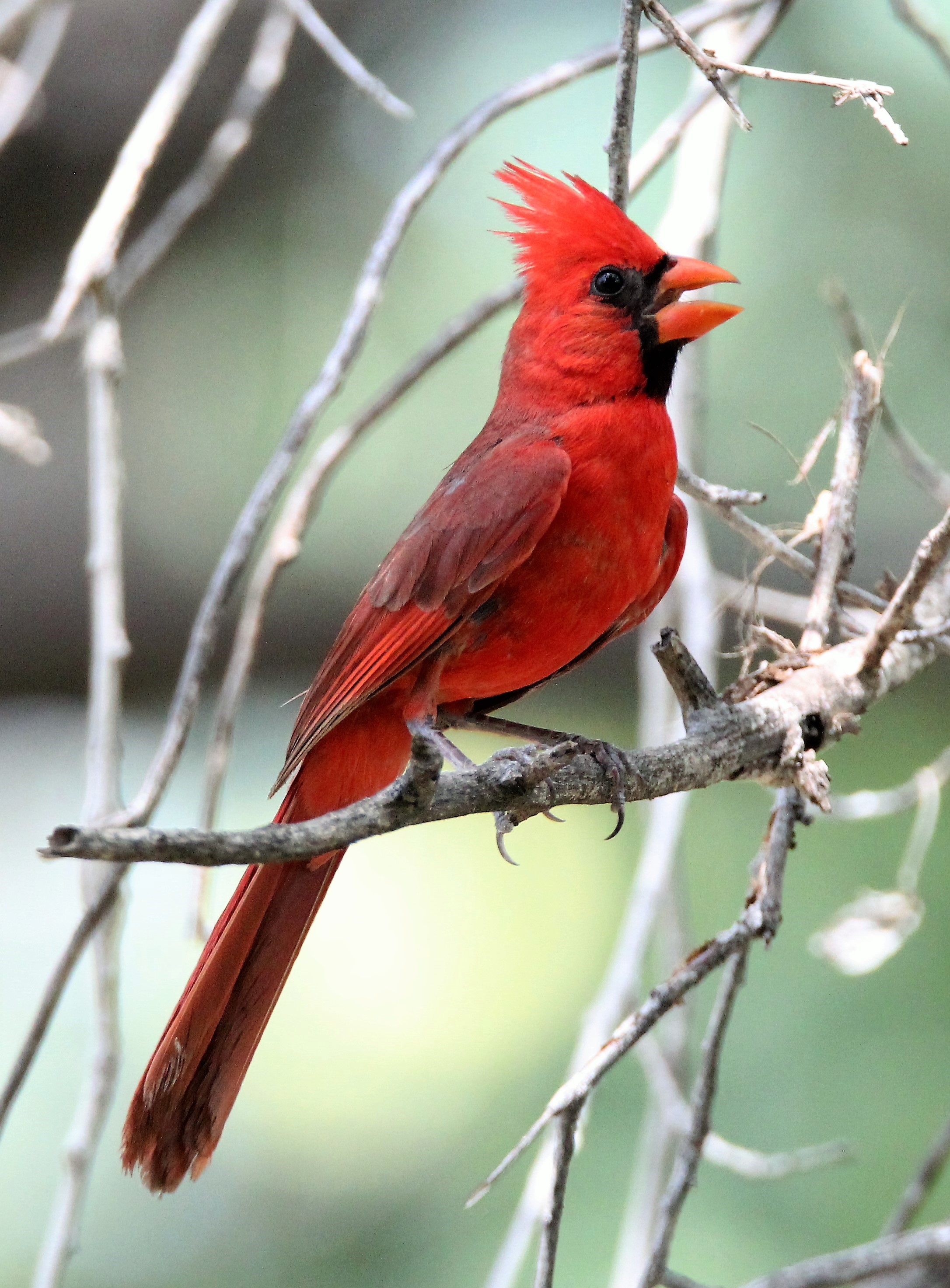 Details : Northern Cardinal - BirdGuides