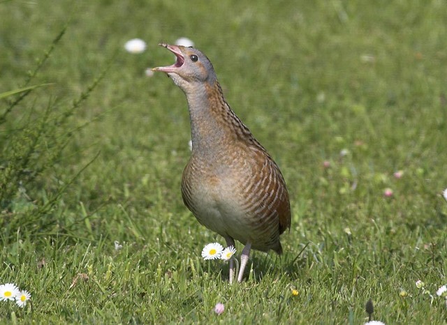 'Hotline' for rare bird survey - BirdGuides