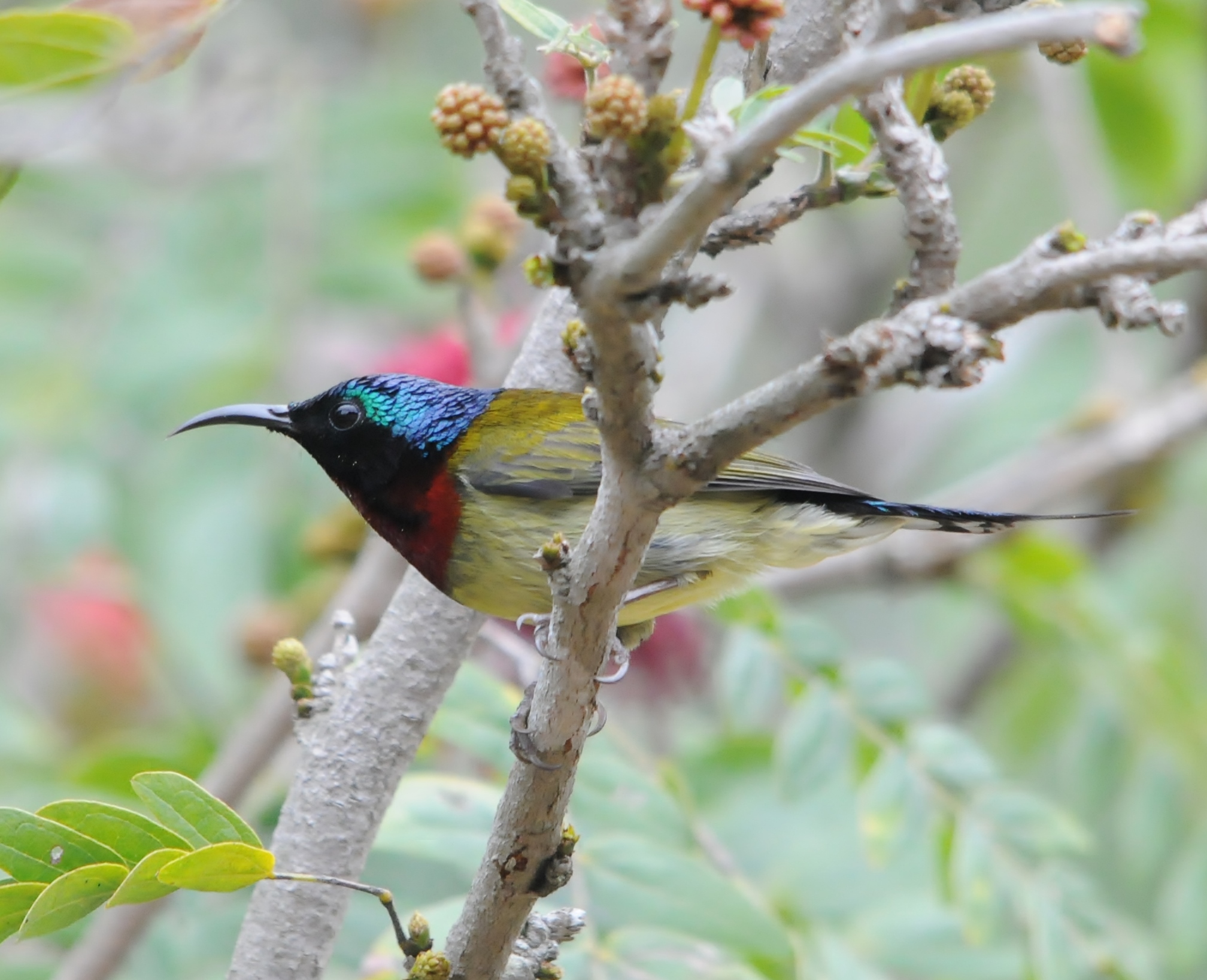 Details : Fork-tailed Sunbird - BirdGuides