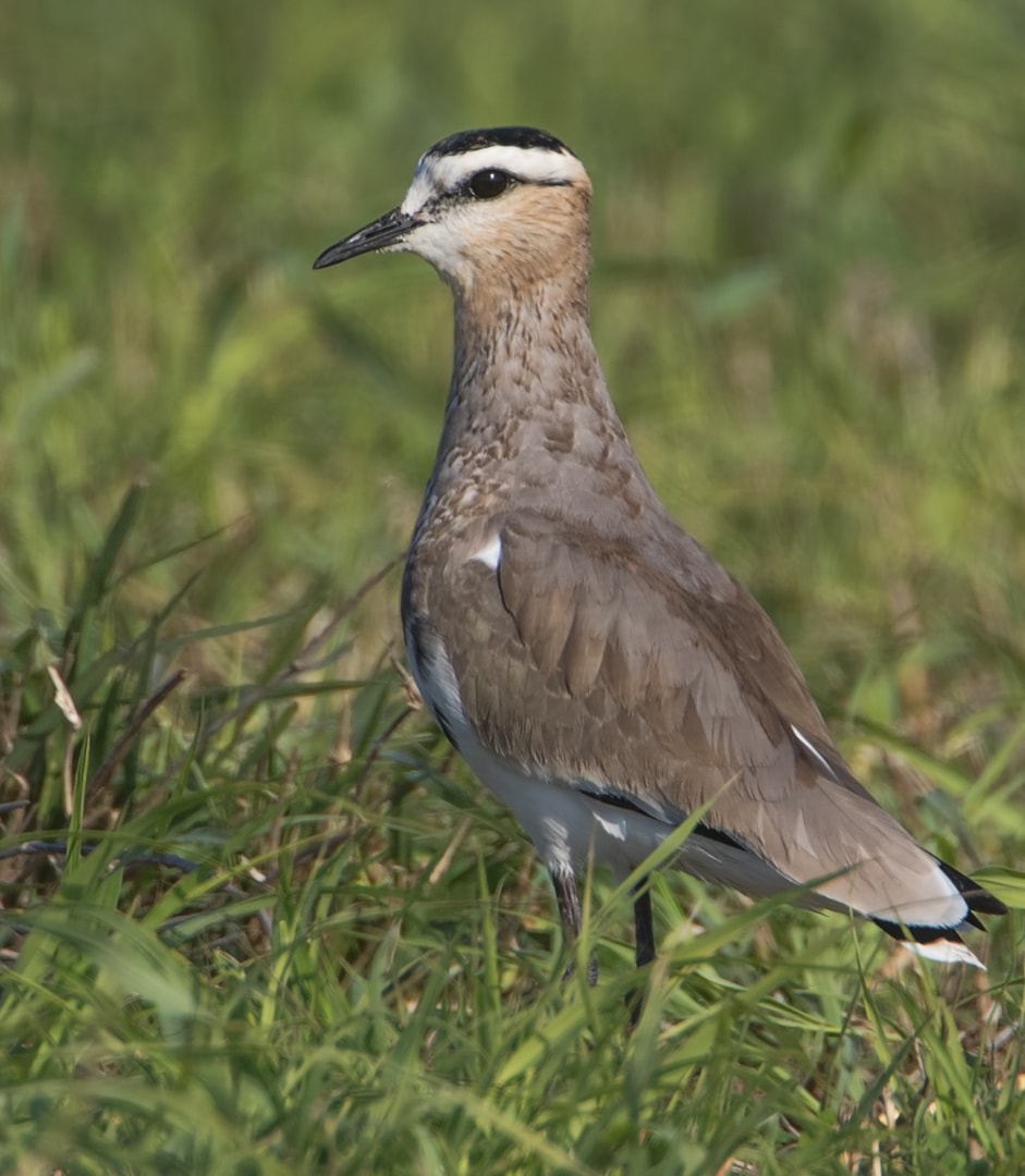 Sociable Lapwing by Gavin Farnell - BirdGuides