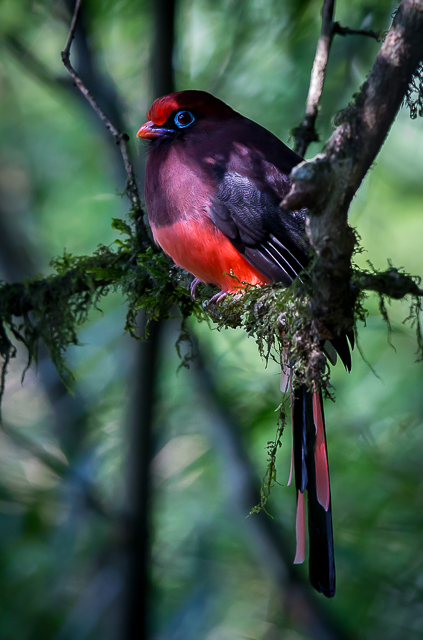 Details : Ward's Trogon - BirdGuides