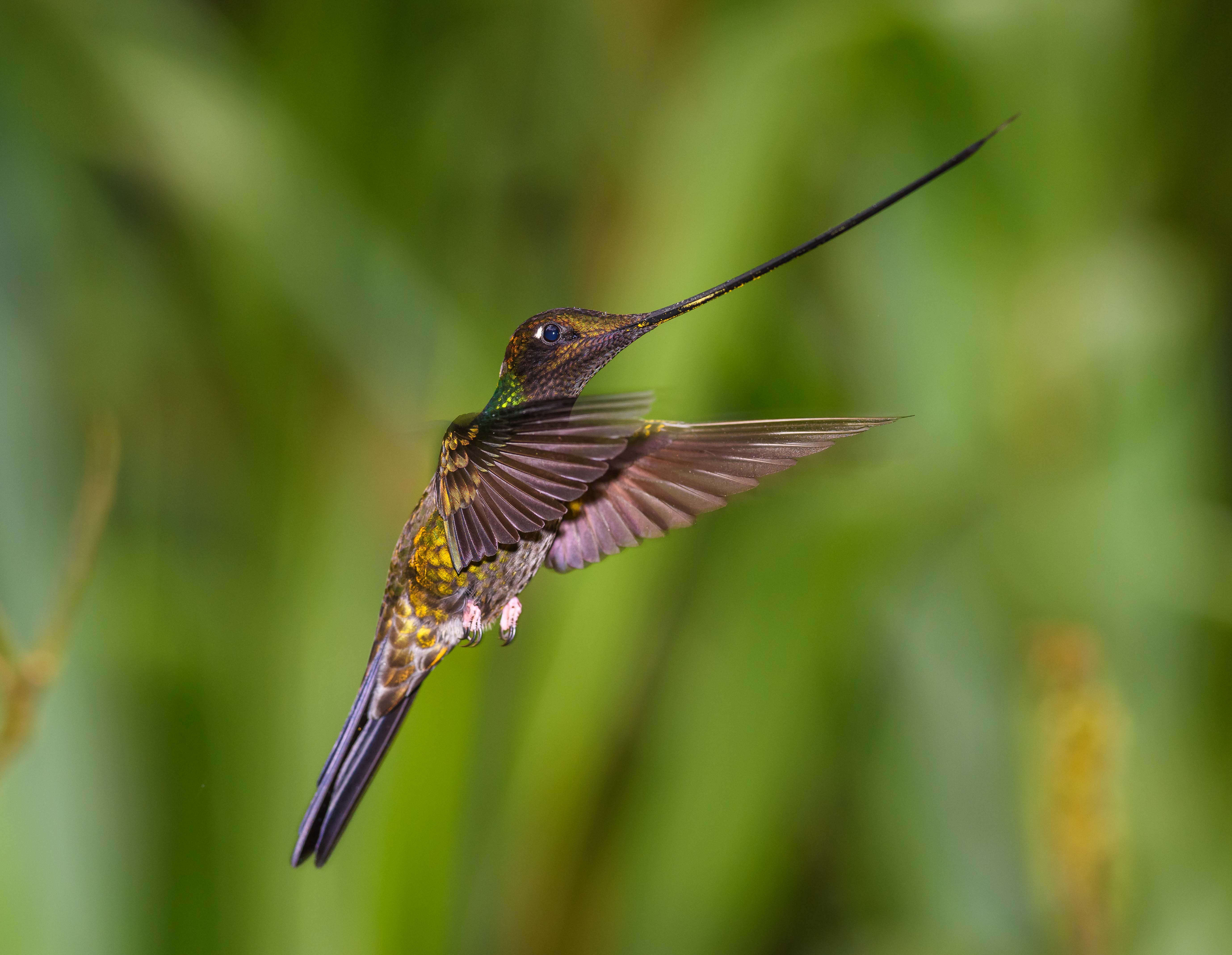 Details : Sword-billed Hummingbird - BirdGuides