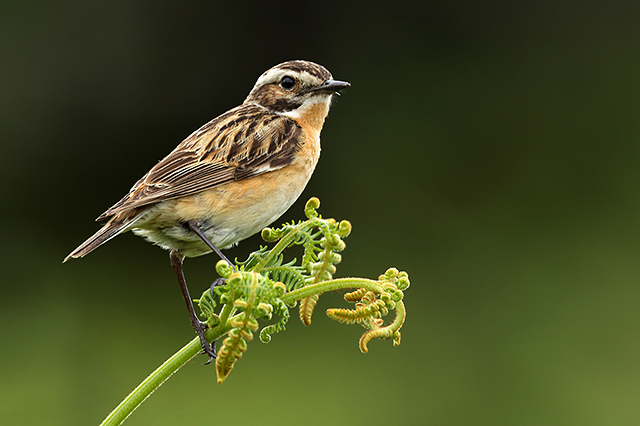 Upland birds on the up on the moors - BirdGuides