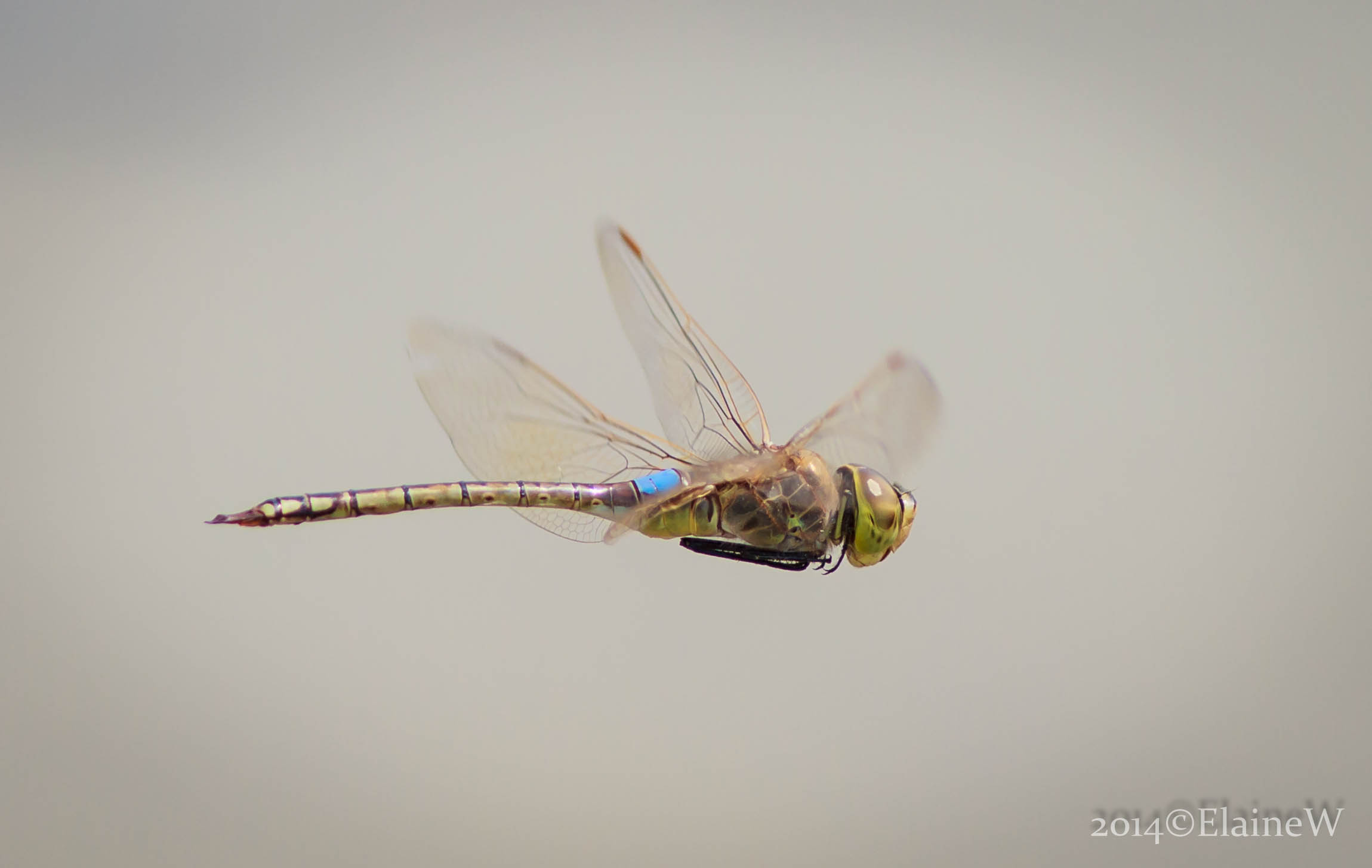 Details : Vagrant Emperor - BirdGuides