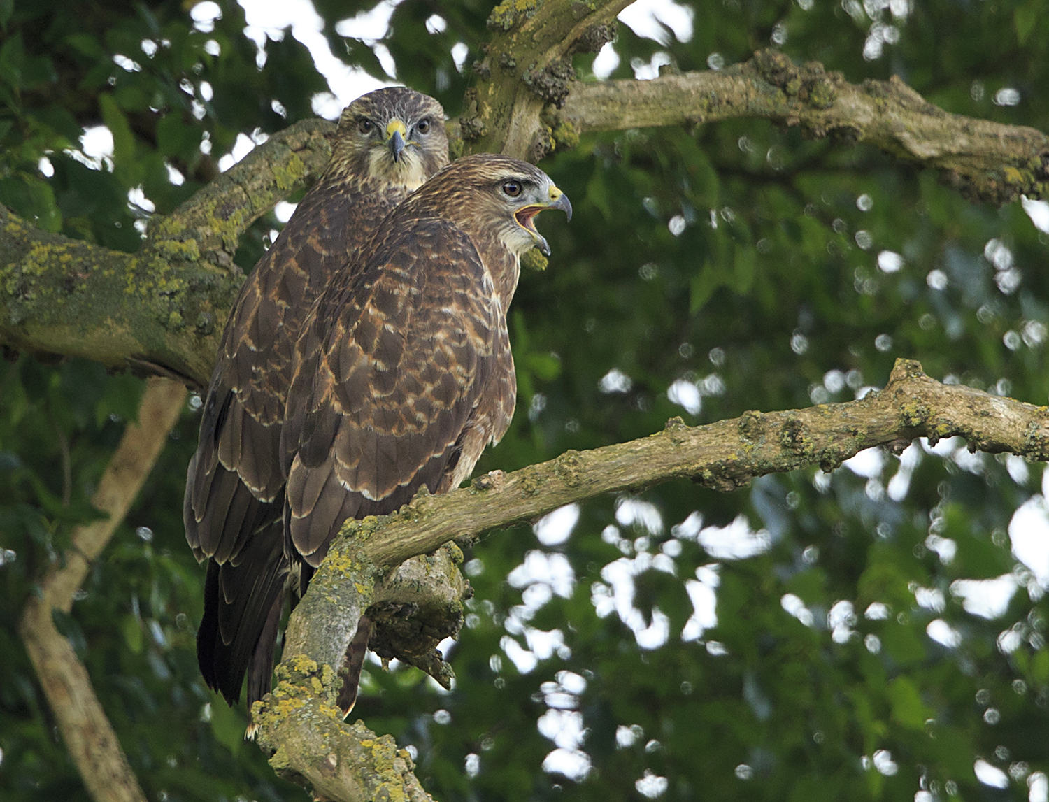Natural England issues licence for buzzard killing - BirdGuides