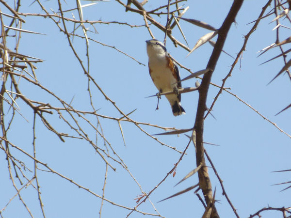 Details : Nilaus - BirdGuides