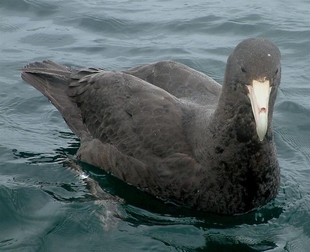 Details : Southern Giant Petrel - BirdGuides