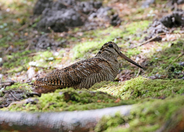 Details : Eurasian Woodcock - BirdGuides