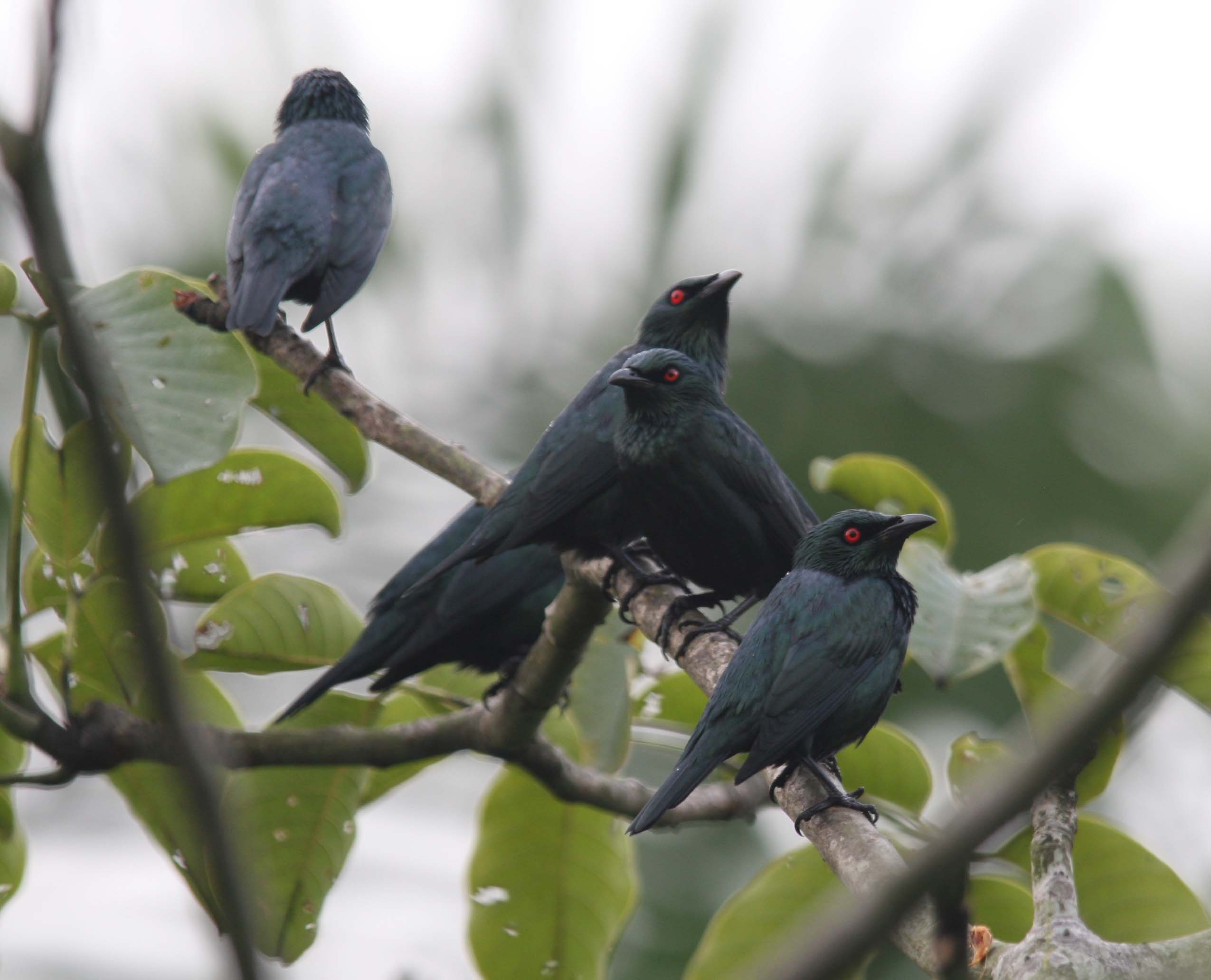 Details : Asian Glossy Starling - BirdGuides