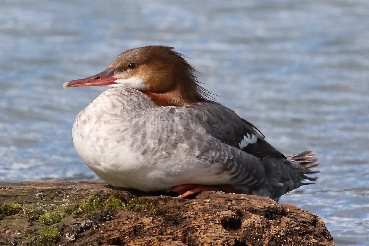 Details : Goosander - BirdGuides