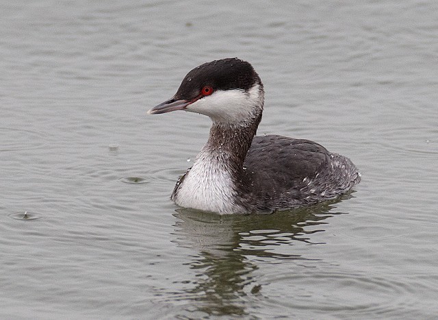 Details : Slavonian Grebe - BirdGuides