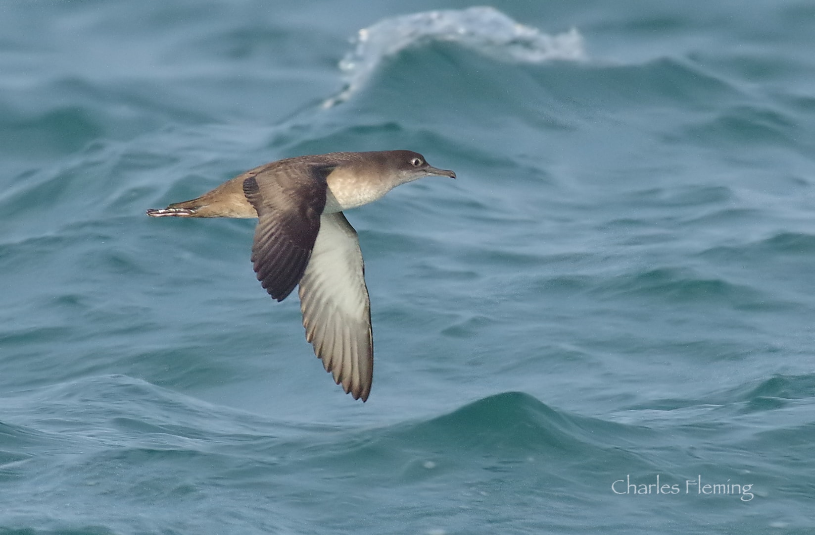 Balearic Shearwater by Charlie Fleming - BirdGuides
