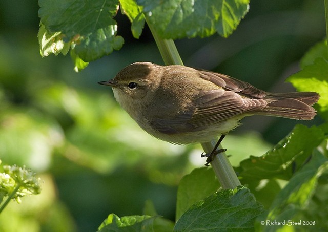 Details : Common Chiffchaff - BirdGuides
