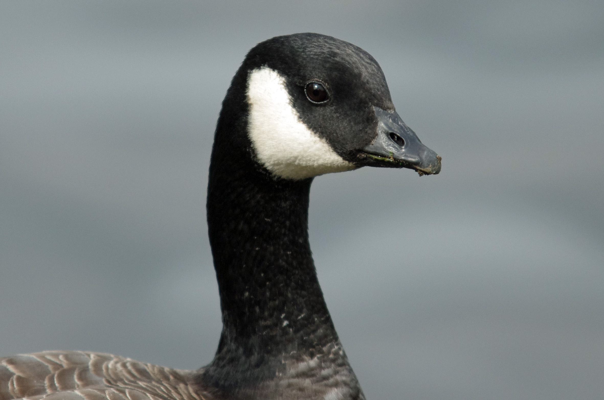 Details : Ridgway's Cackling Goose - BirdGuides