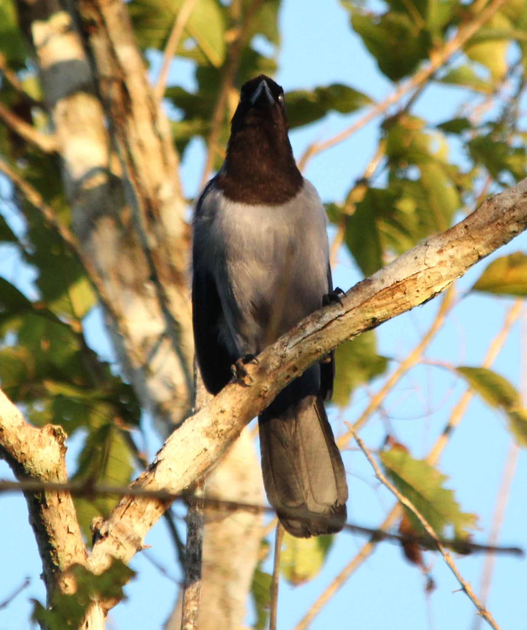 Details : Violaceous Jay - BirdGuides