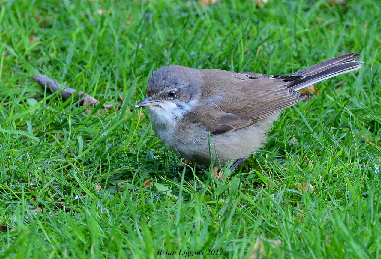 Details : Lesser Whitethroat - BirdGuides