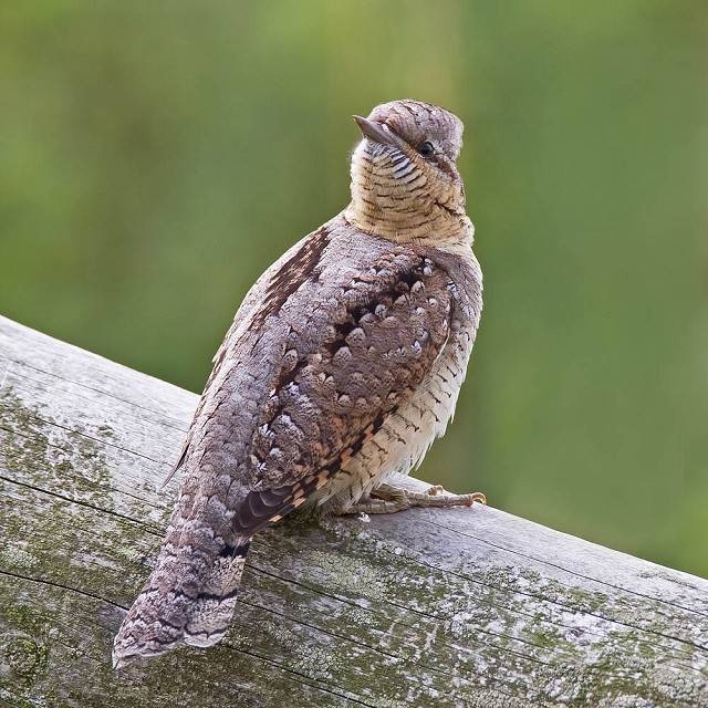 Details : Wryneck - BirdGuides