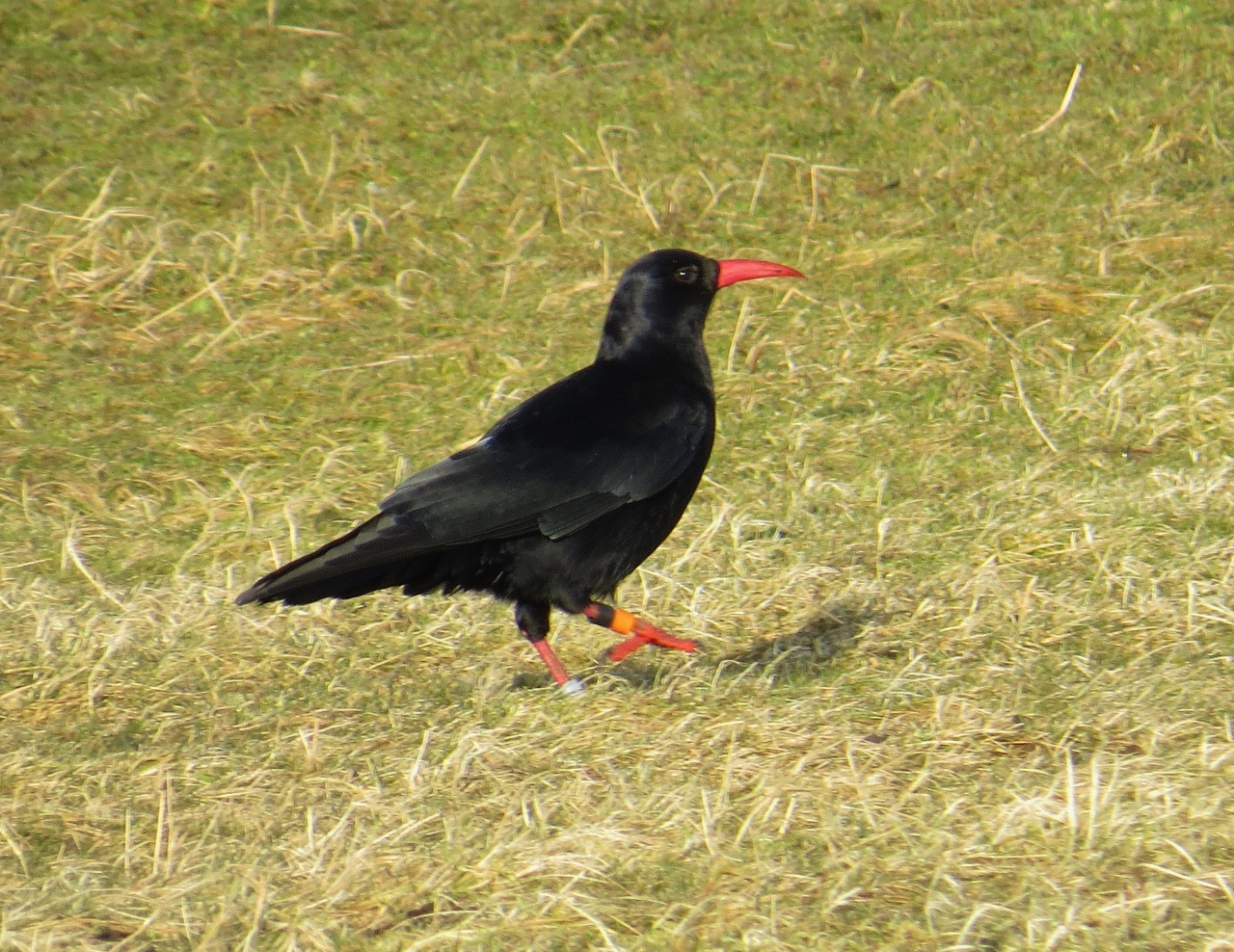 New survey to reveal fortunes of Scottish Choughs - BirdGuides