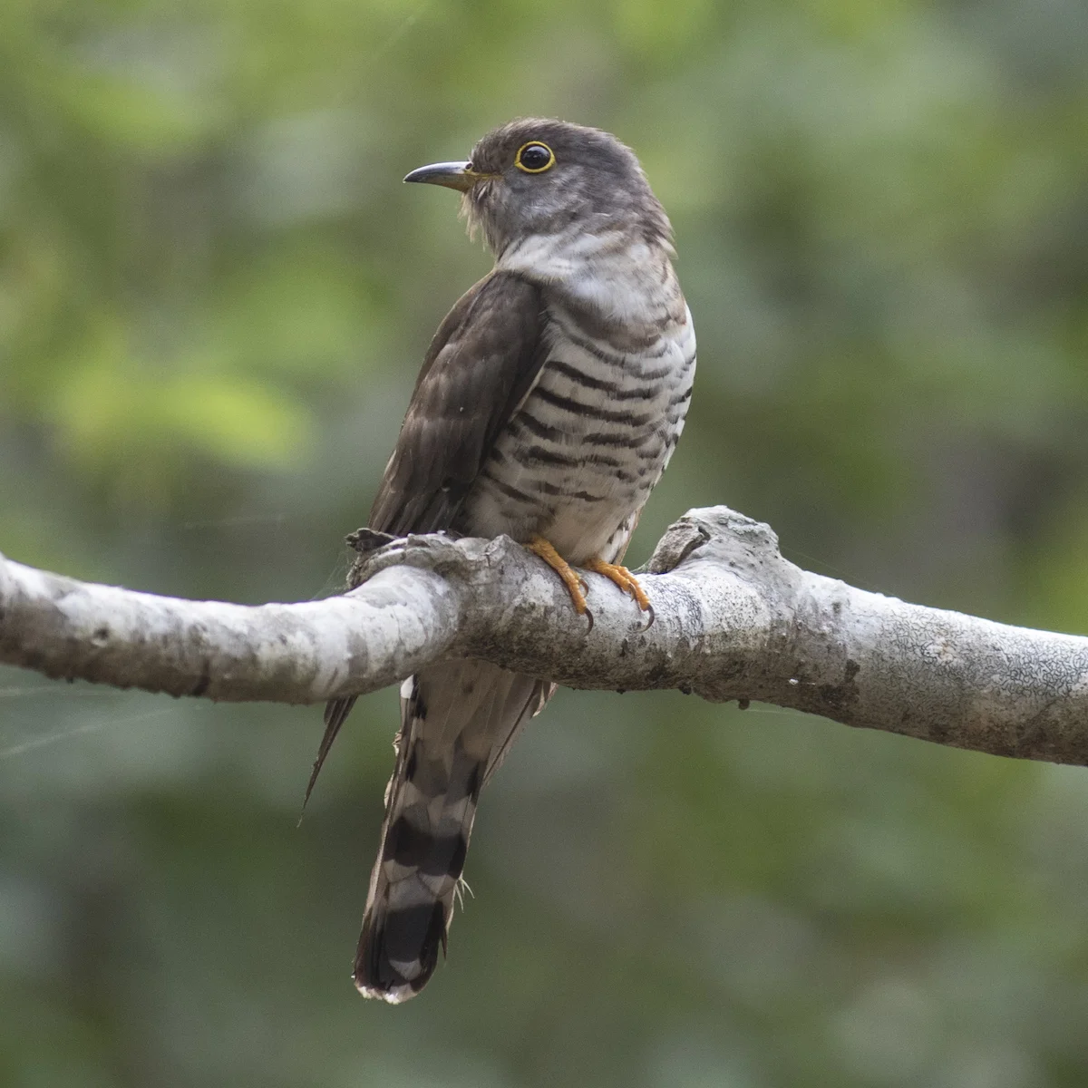 Details : Indian Cuckoo - BirdGuides