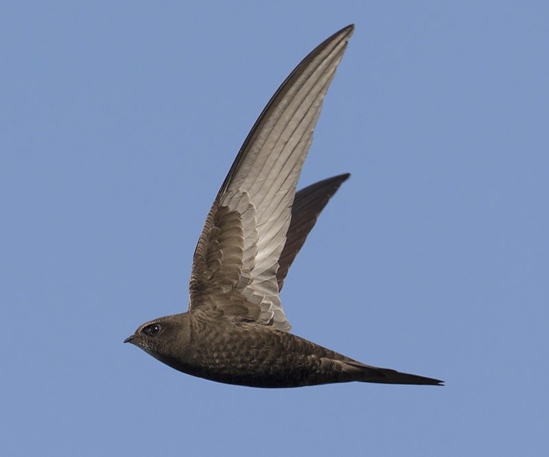 Common Swift by Graham Catley - BirdGuides