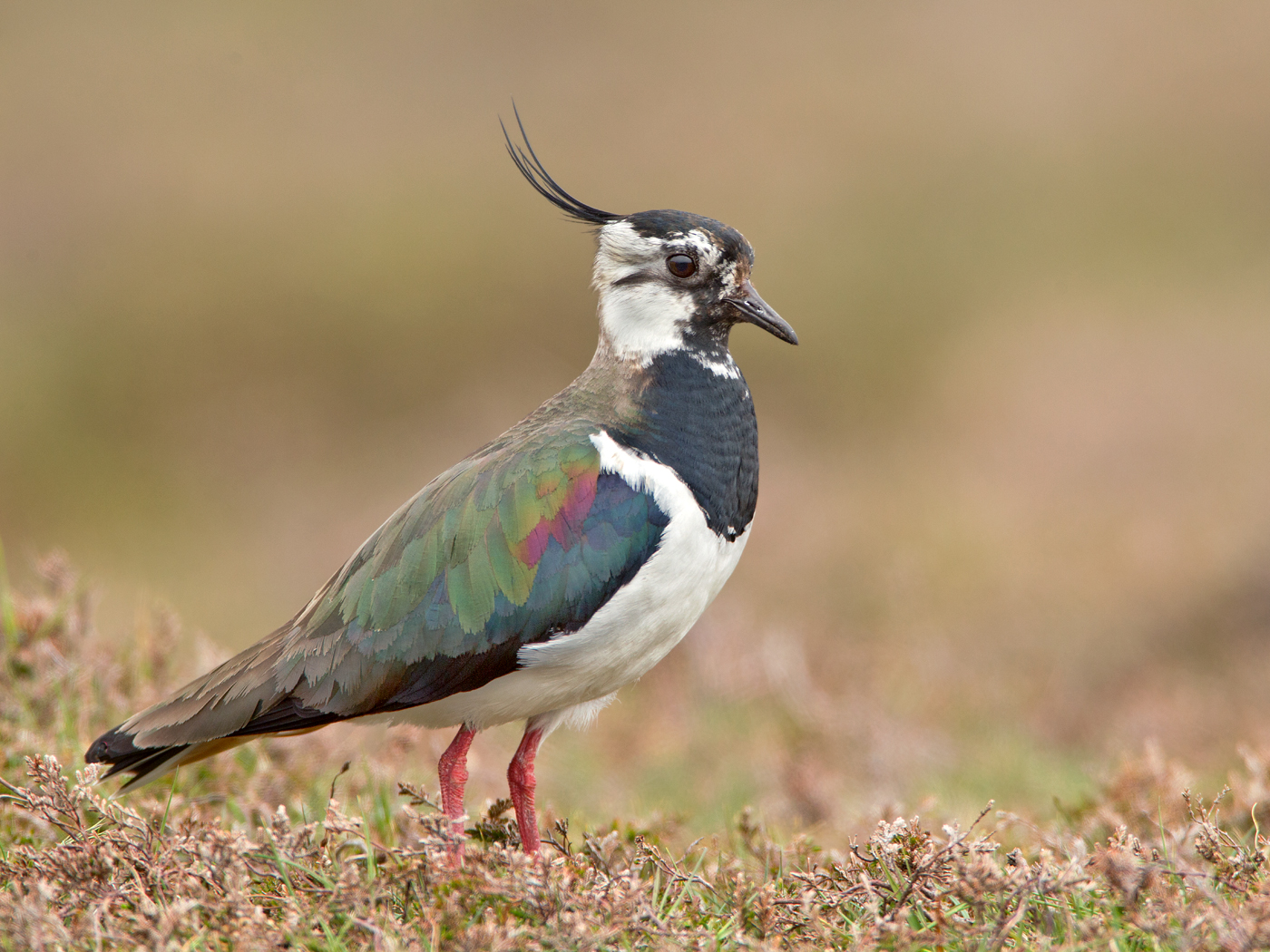 Mixed news for farmland birds in Scotland - BirdGuides