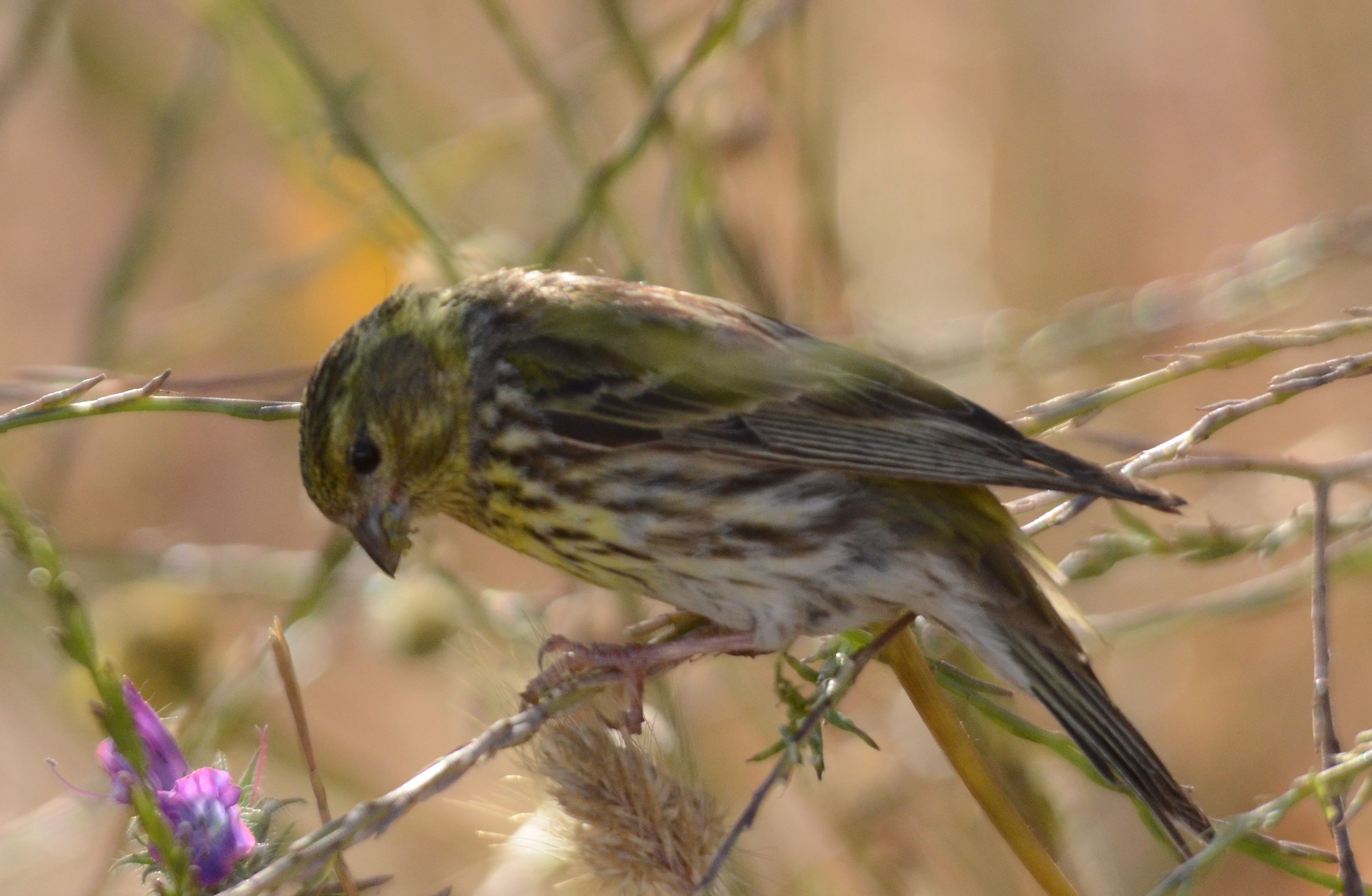 Details : European Serin - BirdGuides