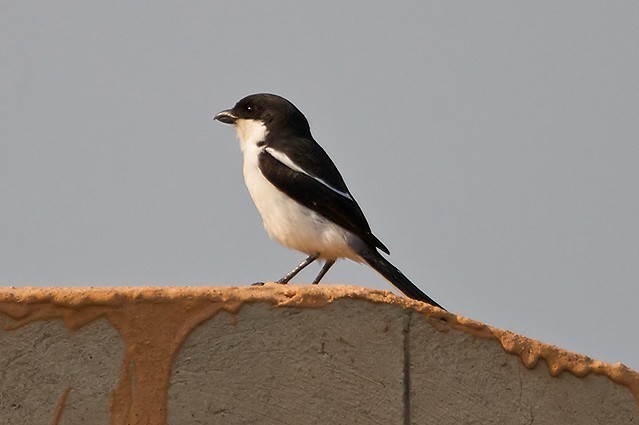 Details : Southern Fiscal - BirdGuides