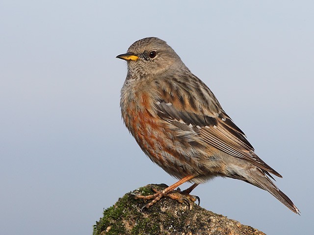 Details : Alpine Accentor - BirdGuides