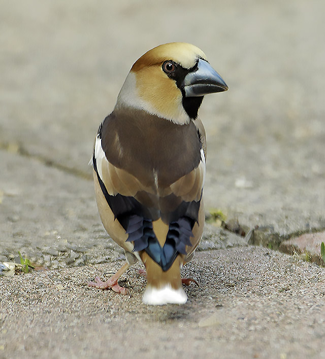 Hawfinch by Bazz Pugh. - BirdGuides