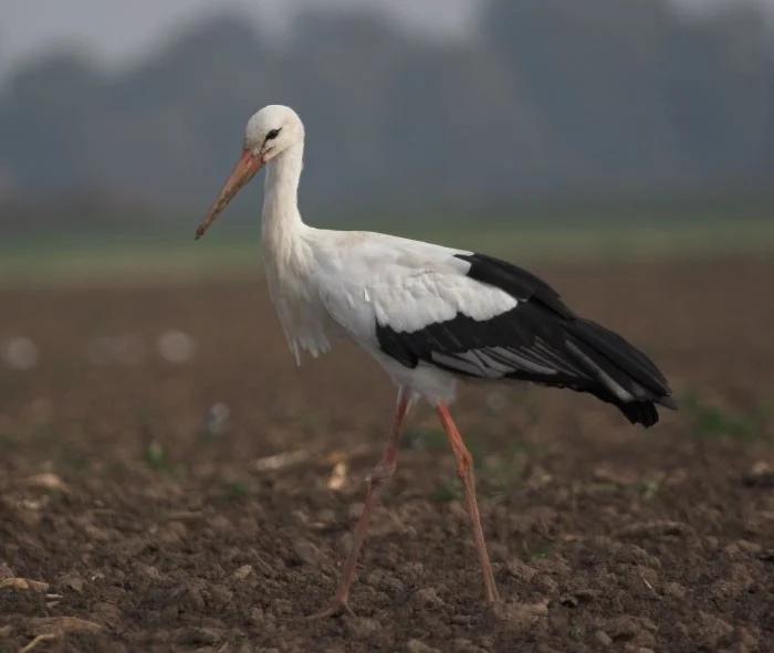 Details : White Stork - BirdGuides
