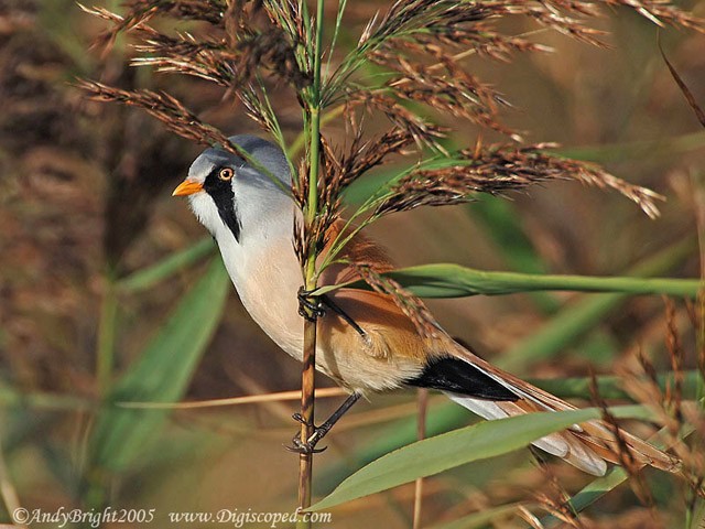 Details : Bearded Tit - BirdGuides