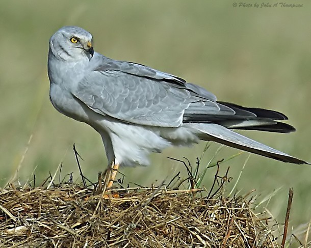 Details : Pallid Harrier - BirdGuides