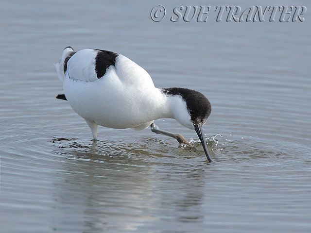 Details : Avocet - BirdGuides