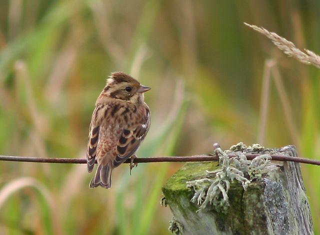 Details : Rustic Bunting - BirdGuides