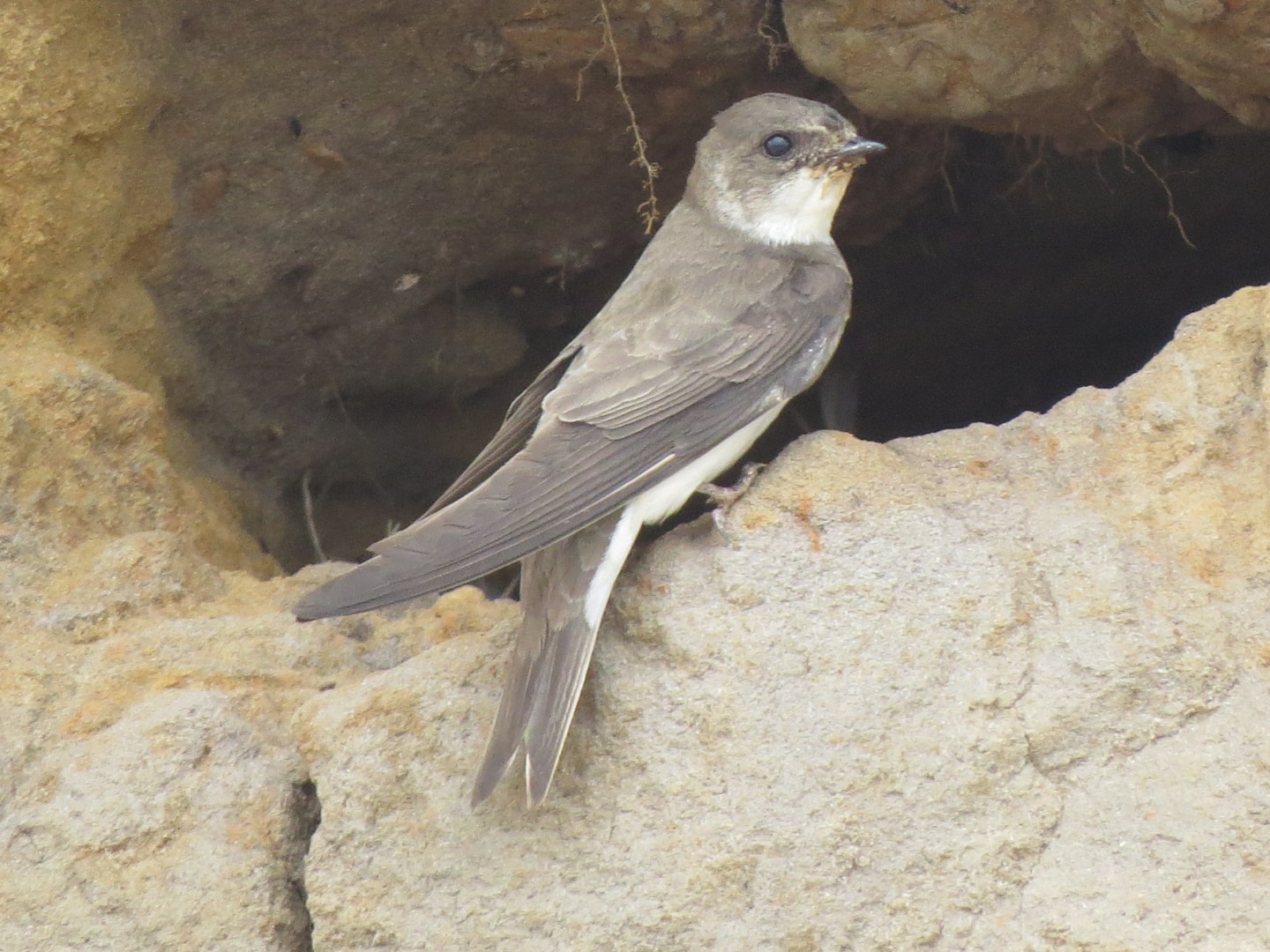 Sand Martin by Alan Jack - BirdGuides