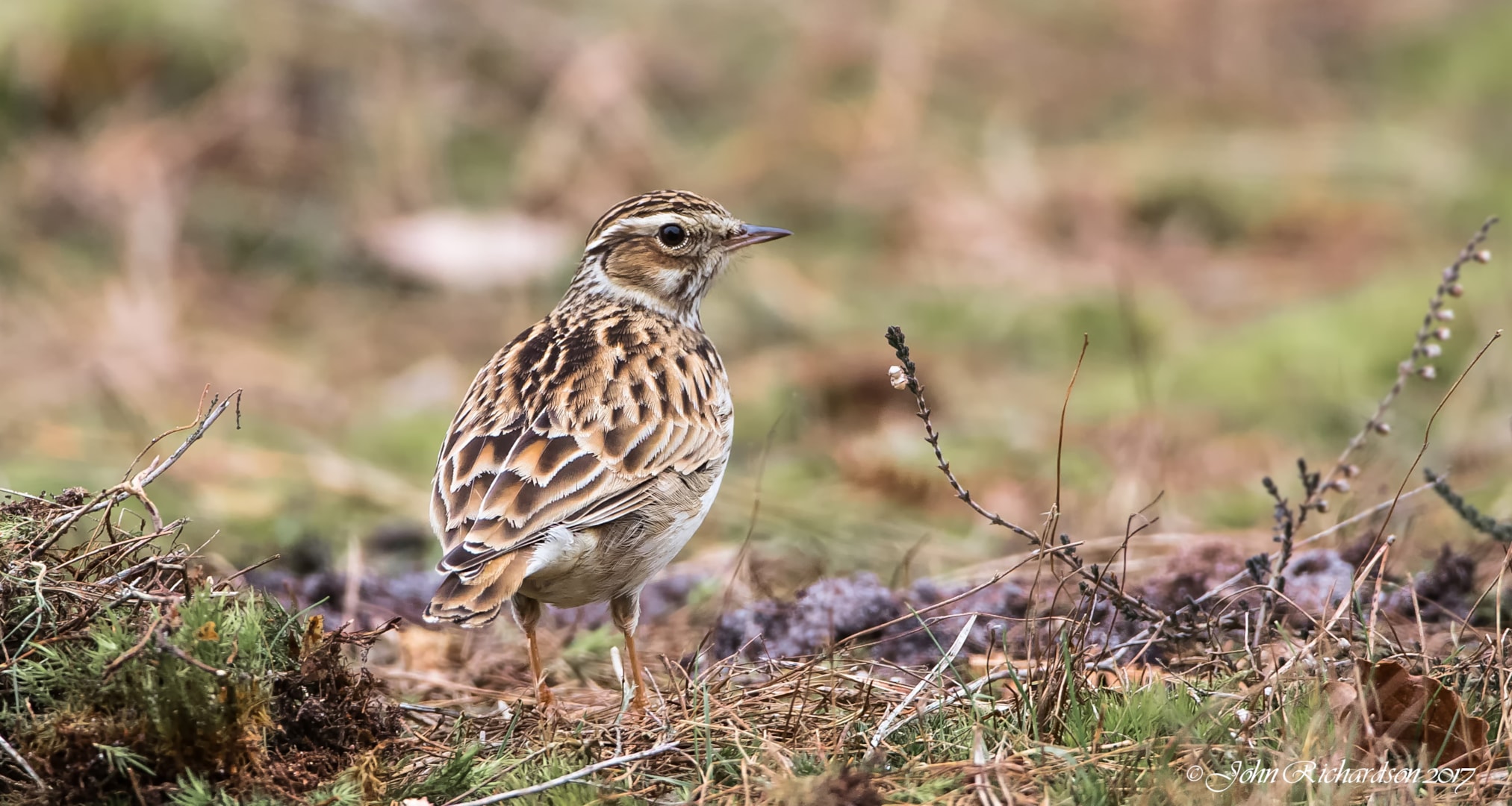 Woodlark by John Richardson - BirdGuides