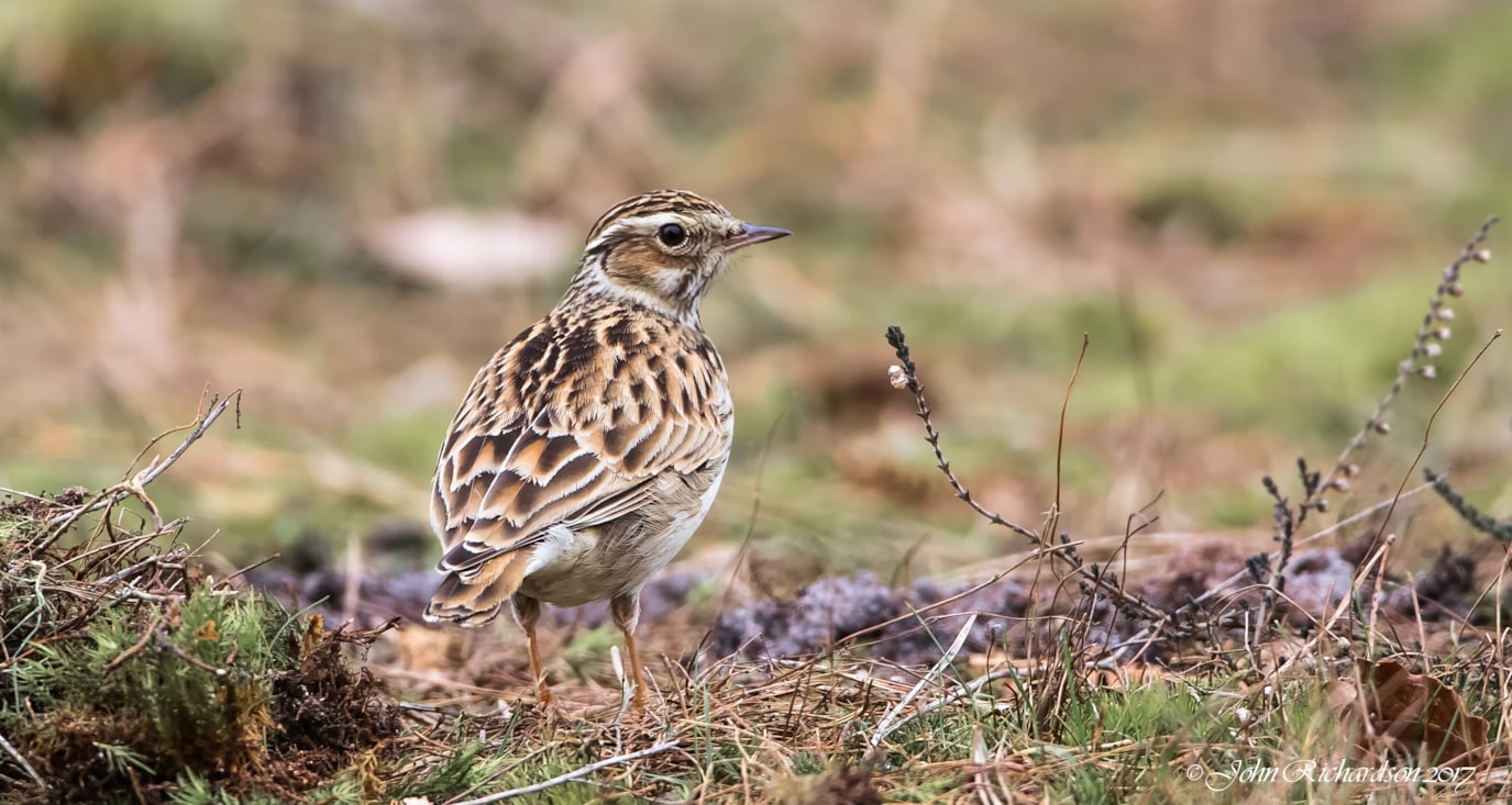 Woodlark by John Richardson - BirdGuides