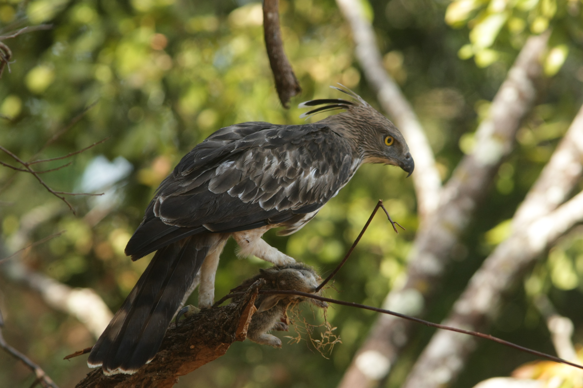 Legge's Hawk-Eagle by David Warlow - BirdGuides