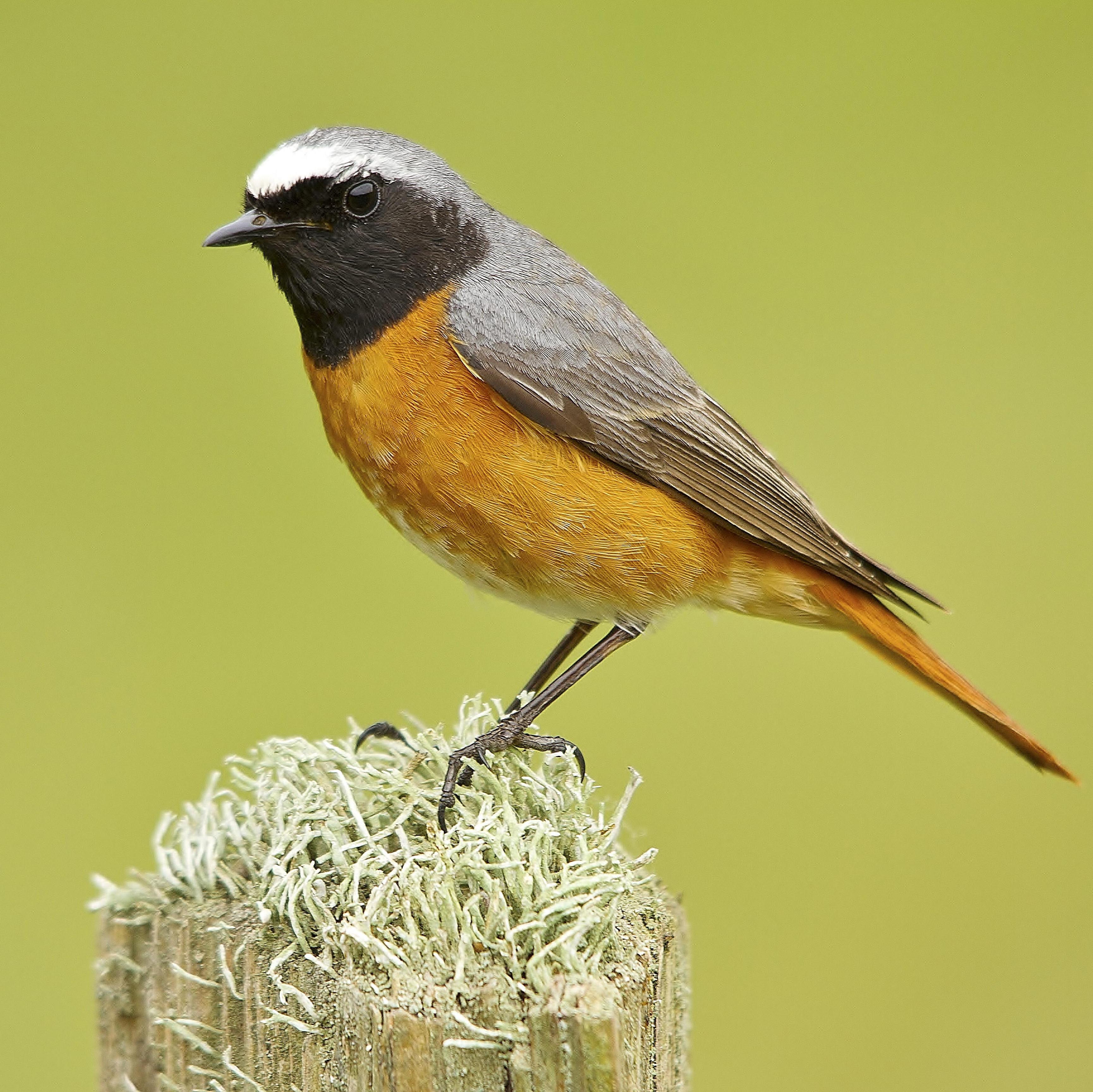 Details : Common Redstart - BirdGuides