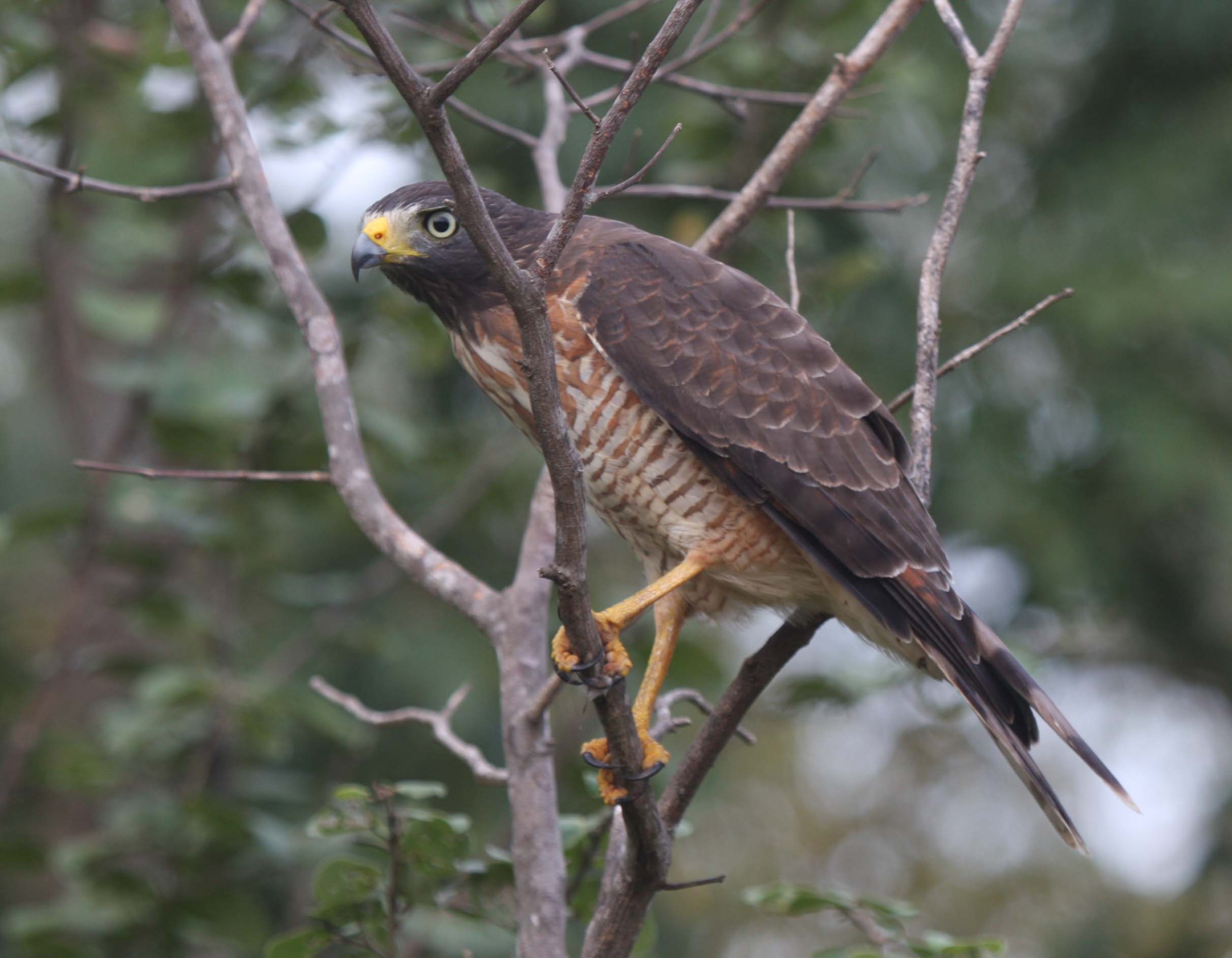 Roadside Hawk by Peter Gasson - BirdGuides