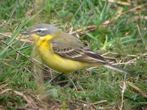 Details : Blue-headed Wagtail - BirdGuides