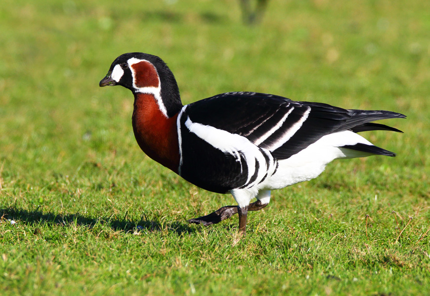 Details : Red-breasted Goose - BirdGuides